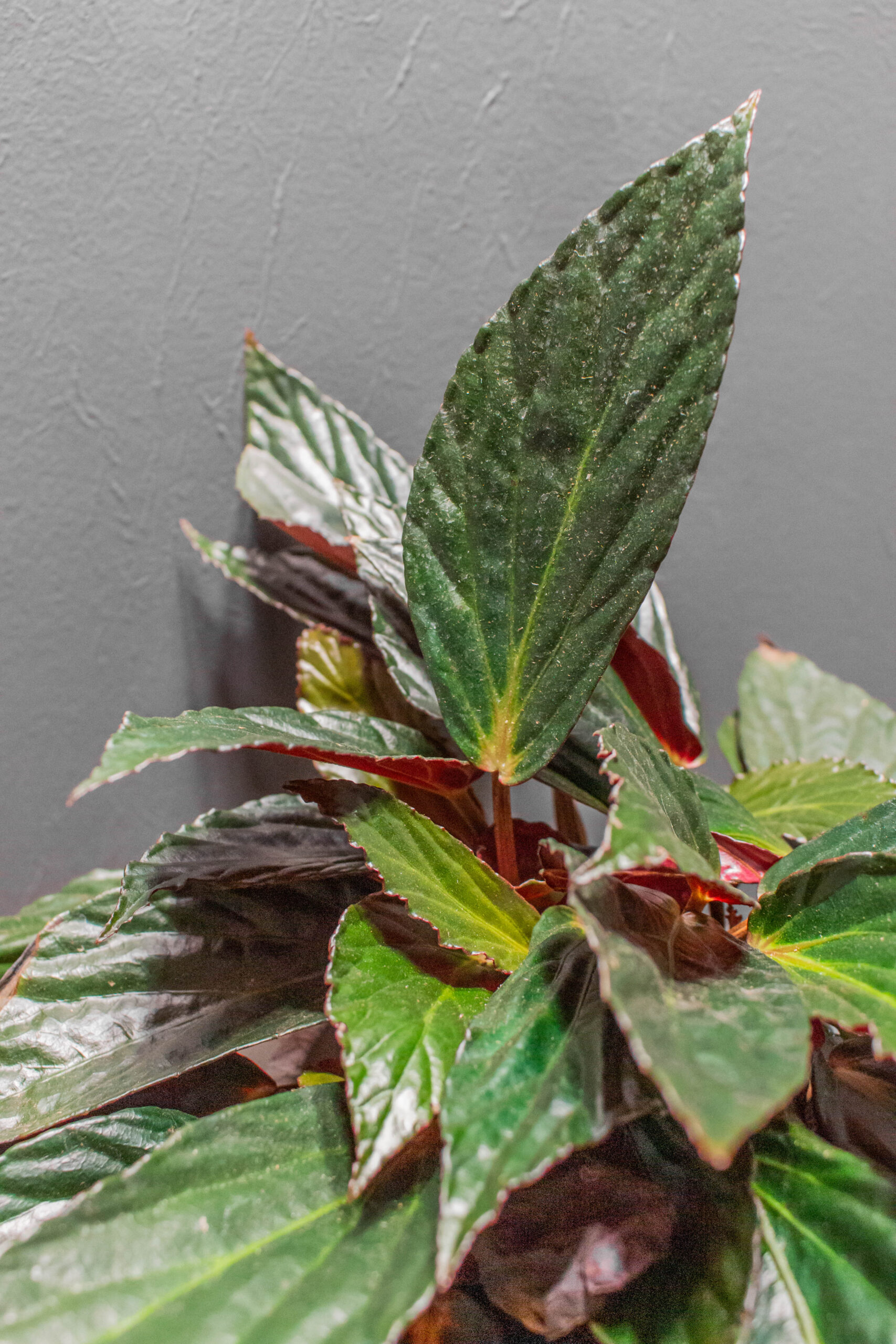 Begonia Hatacoa - Moai Jungle - Több, mint gondolnád