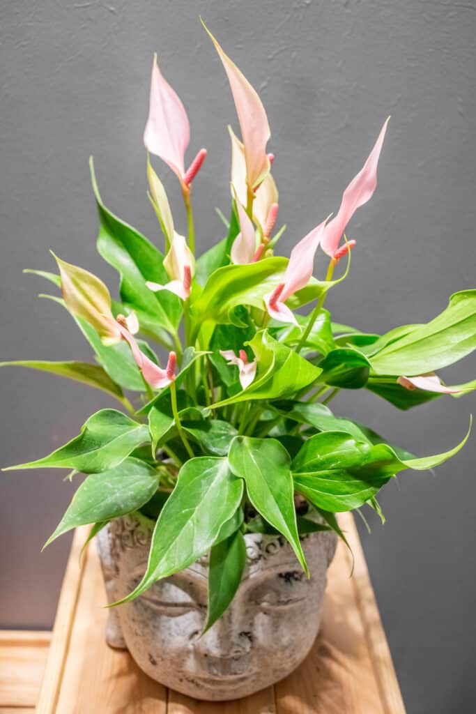 Anthurium Lilli - Moai Jungle - Több, mint gondolnád