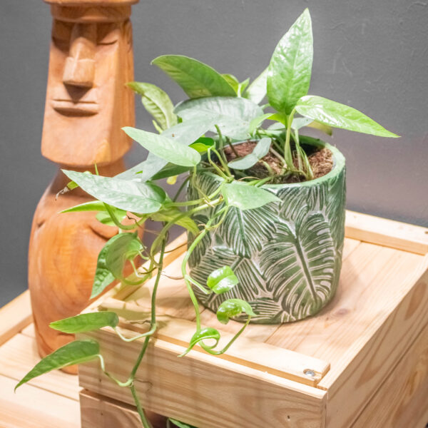 Epipremnum Cebu Blue - Moai Jungle - Több, mint gondolnád