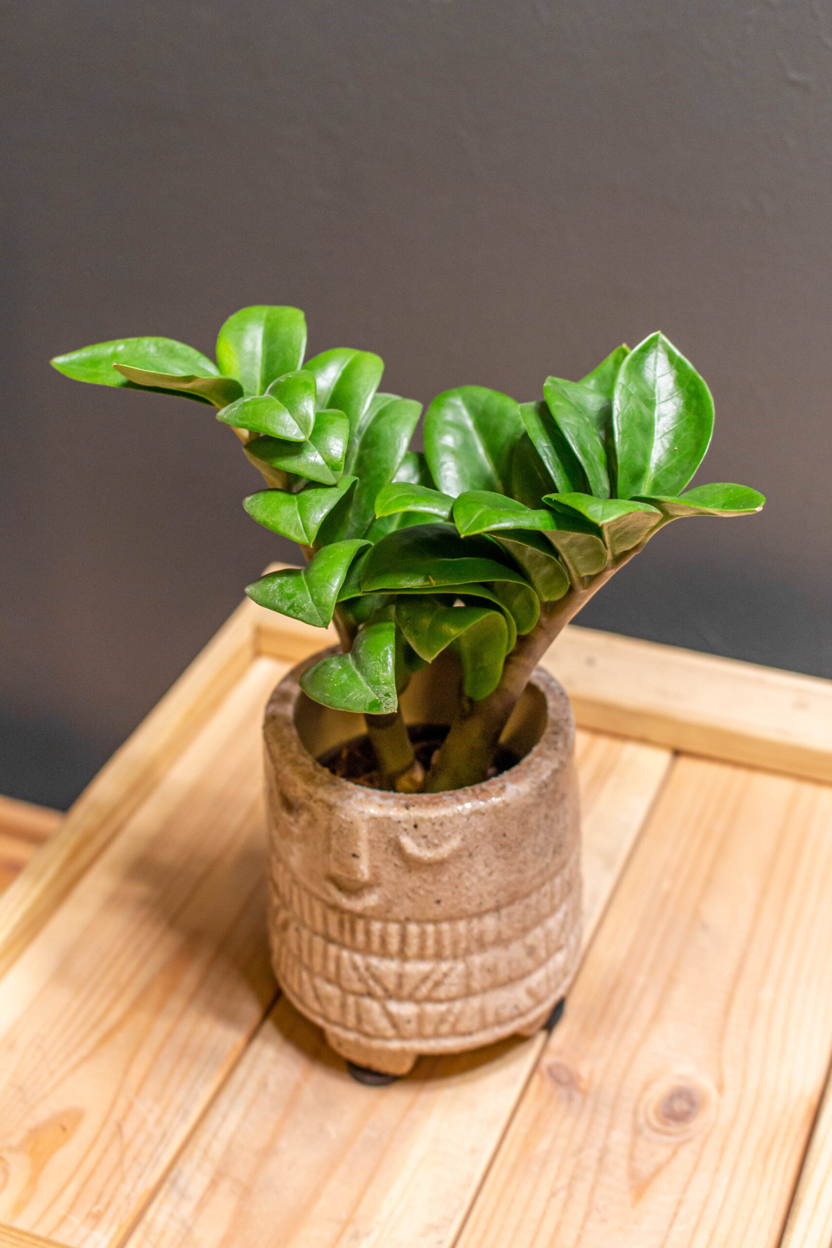 Zamioculcas Zenzi - Agglegénypálma - Moai Jungle