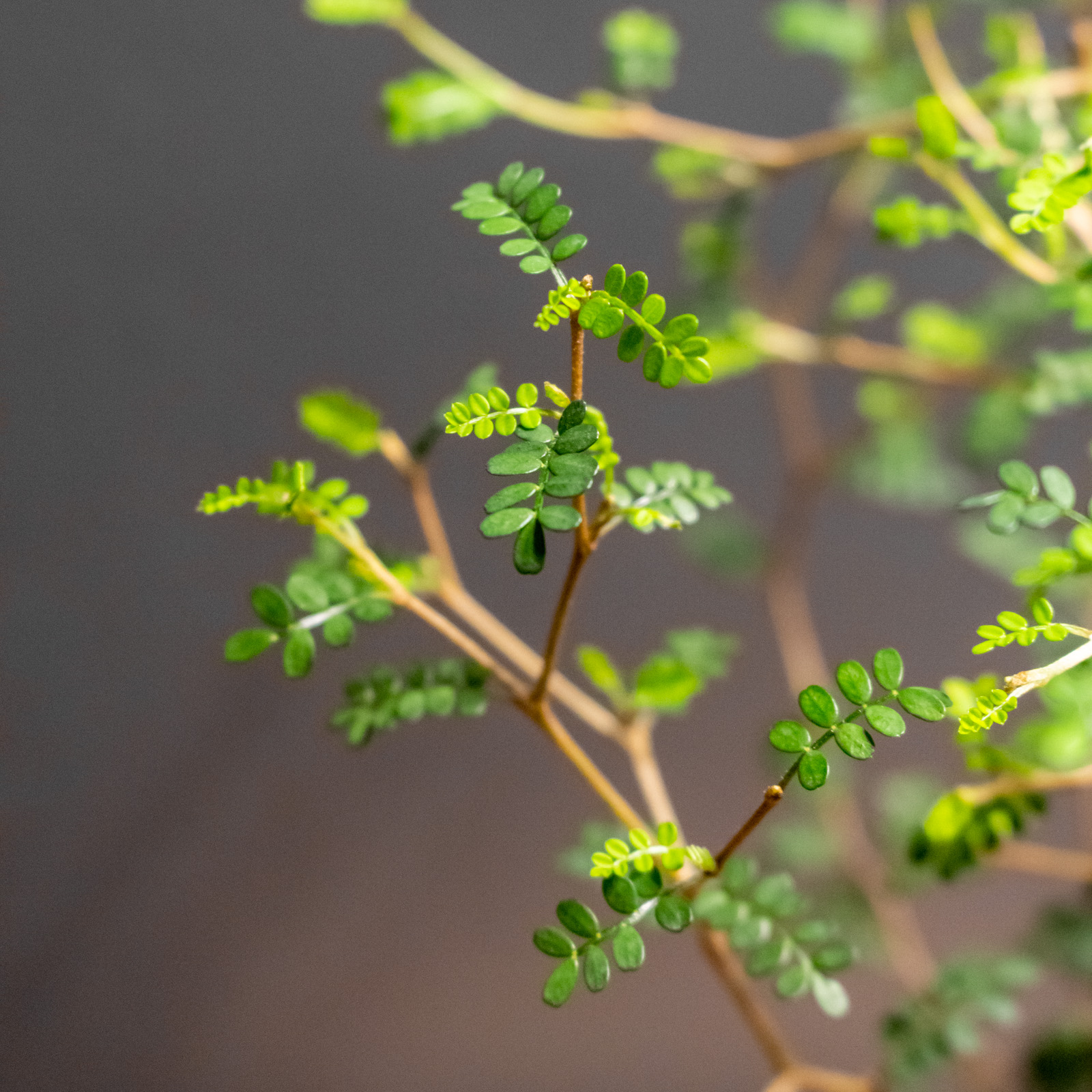 Sophora prostrata Little Baby - Moai Jungle - Több, mint gondolnád