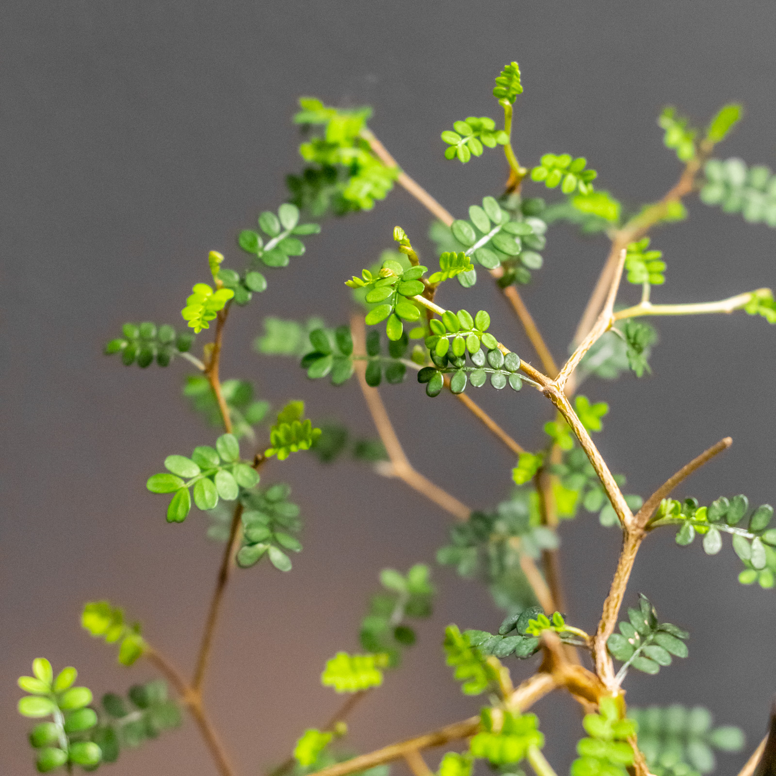 Sophora prostrata Little Baby - Moai Jungle - Több, mint gondolnád