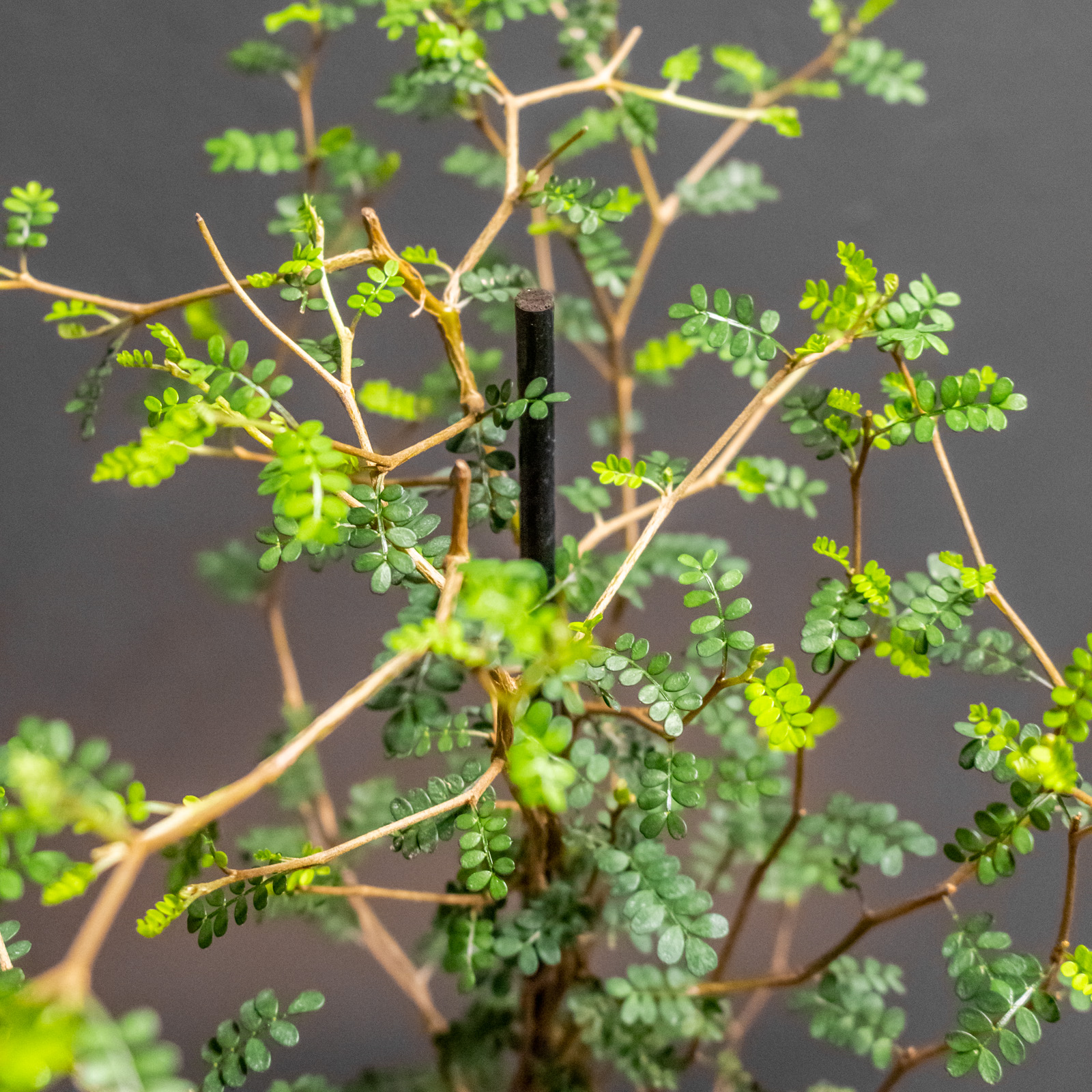 Sophora prostrata Little Baby - Moai Jungle - Több, mint gondolnád