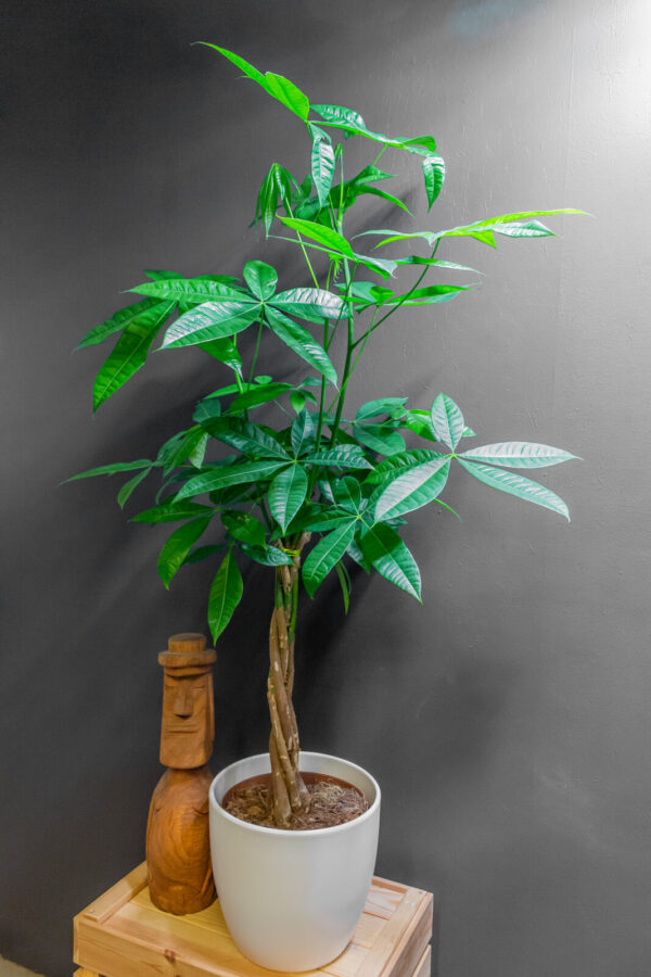 Pachira Aquatica (kakaófa) - Moai Jungle - Több, mint gondolnád