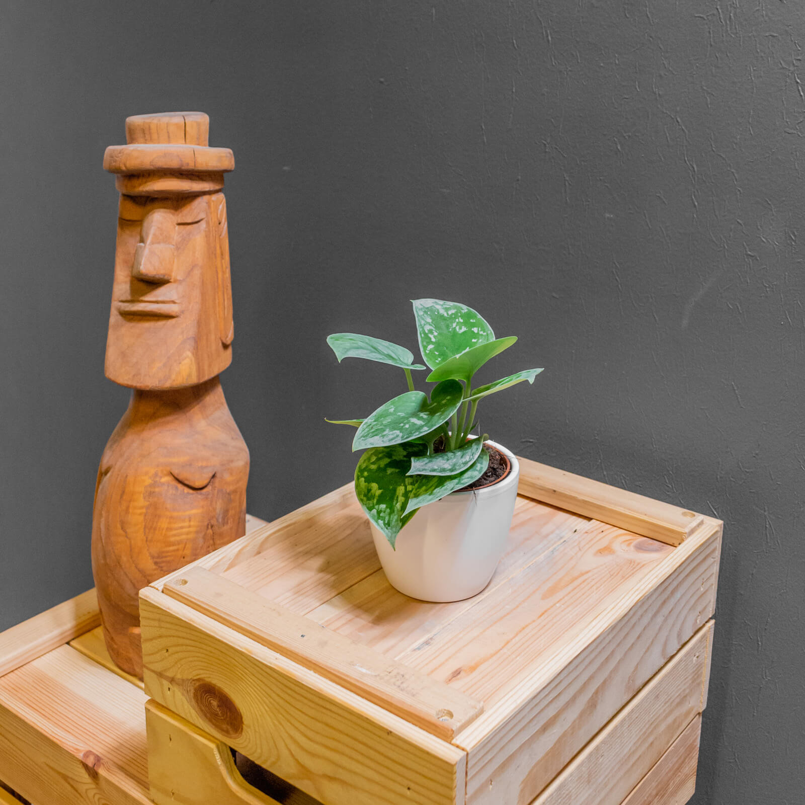 Scindapsus Silver Ann - Moai Jungle - Több, mint gondolnád