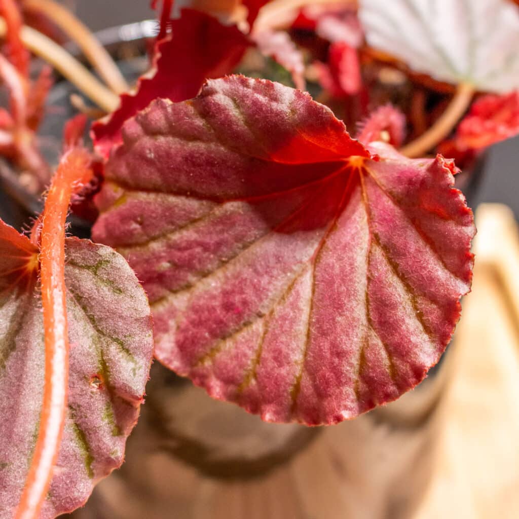 Begonia U192 Martin's Mystery - Moai Jungle - Több, mint gondol