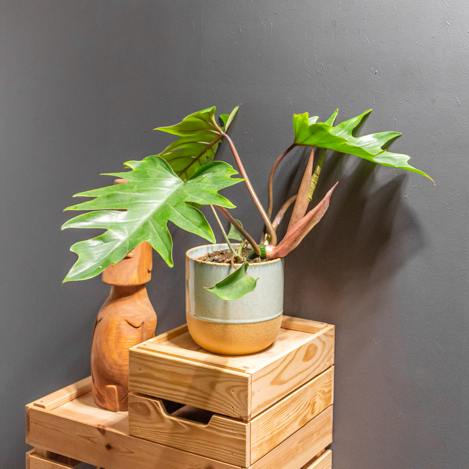 Philodendron Mayoi - Moai Jungle - Több, mint gondolnád