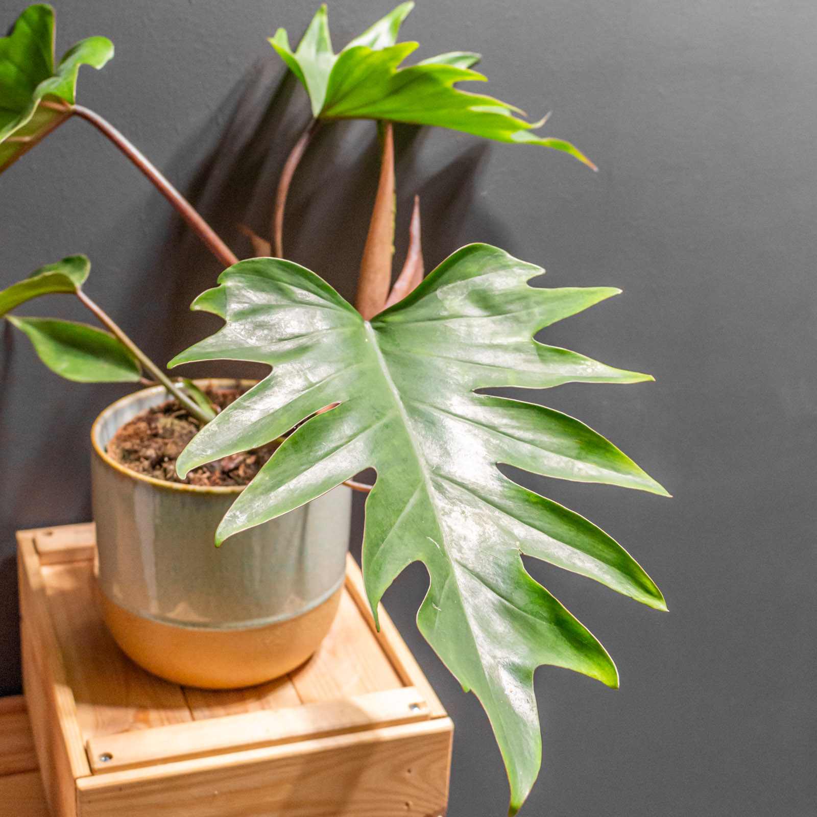 Philodendron Mayoi - Moai Jungle - Több, mint gondolnád