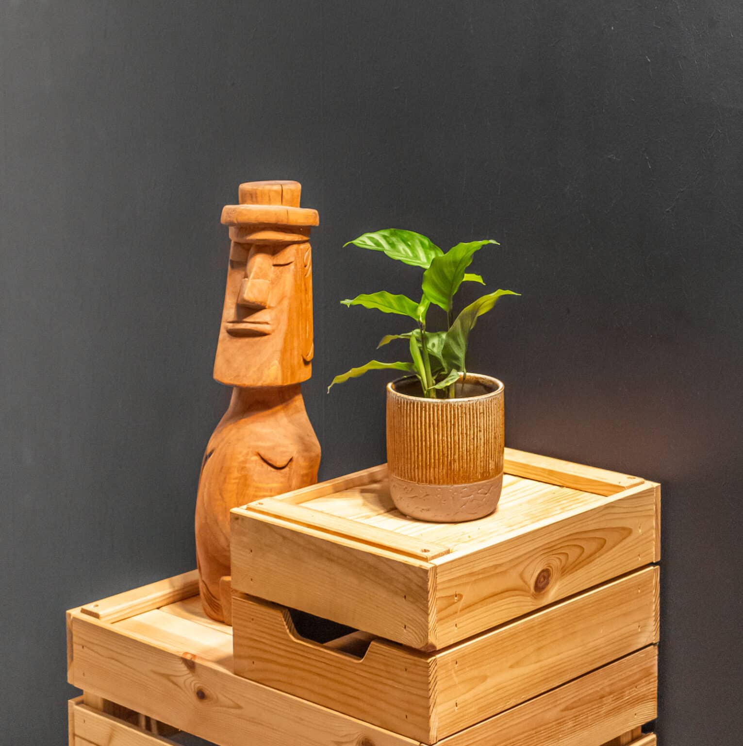 Calathea Freddie - Moai Jungle - Több, mint gondolnád