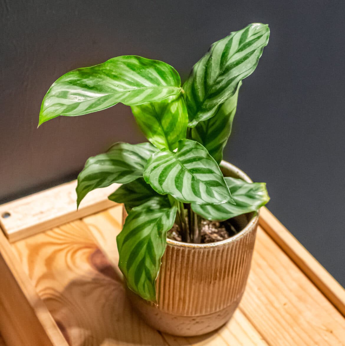 Calathea Freddie - Moai Jungle - Több, mint gondolnád
