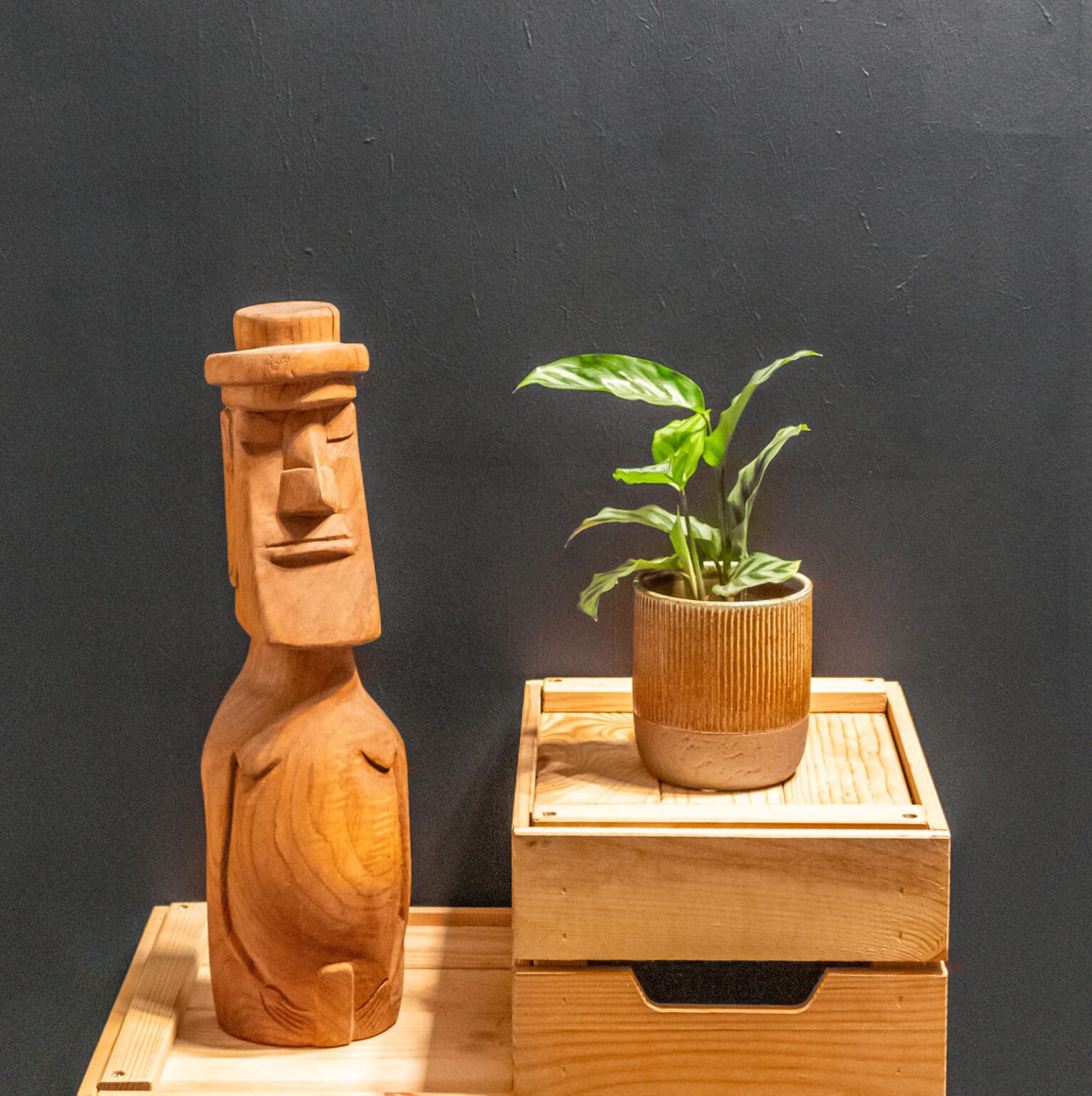 Calathea Freddie - Moai Jungle - Több, mint gondolnád