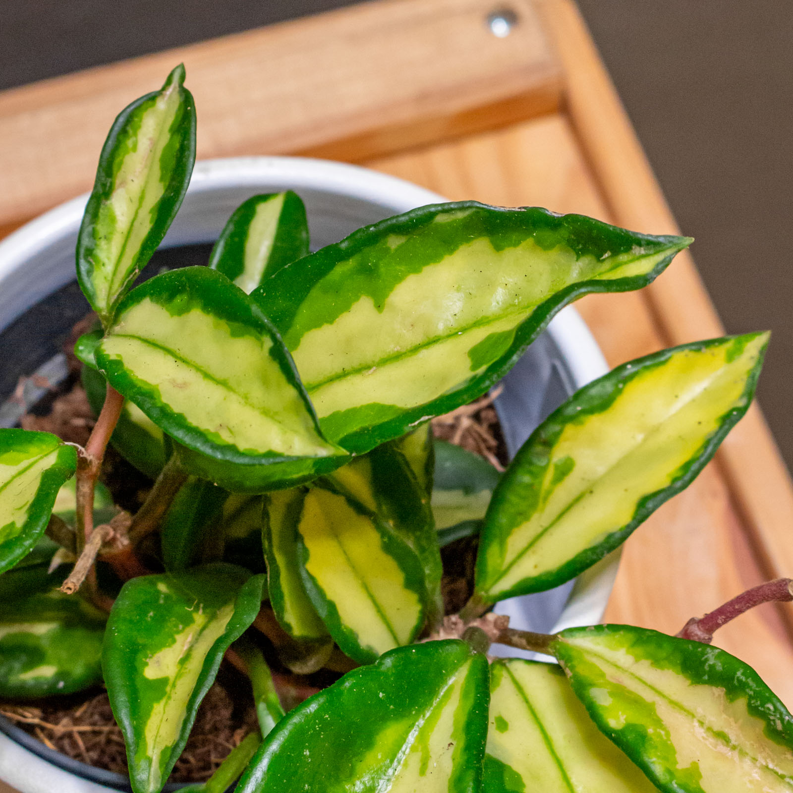 Hoya Krimson Queen - Moai Jungle - Több, mint gondol