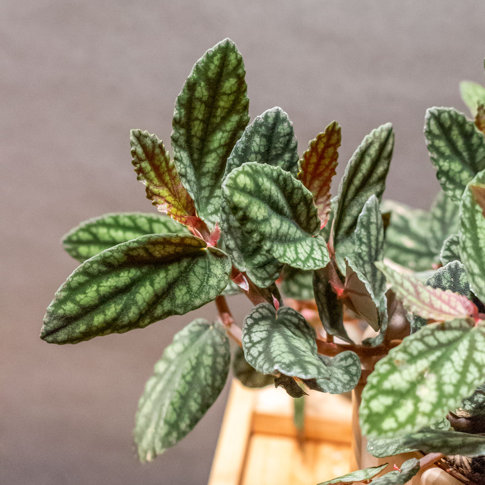 Pellionia Pulchra - Moai Jungle - Több, mint gondolnád