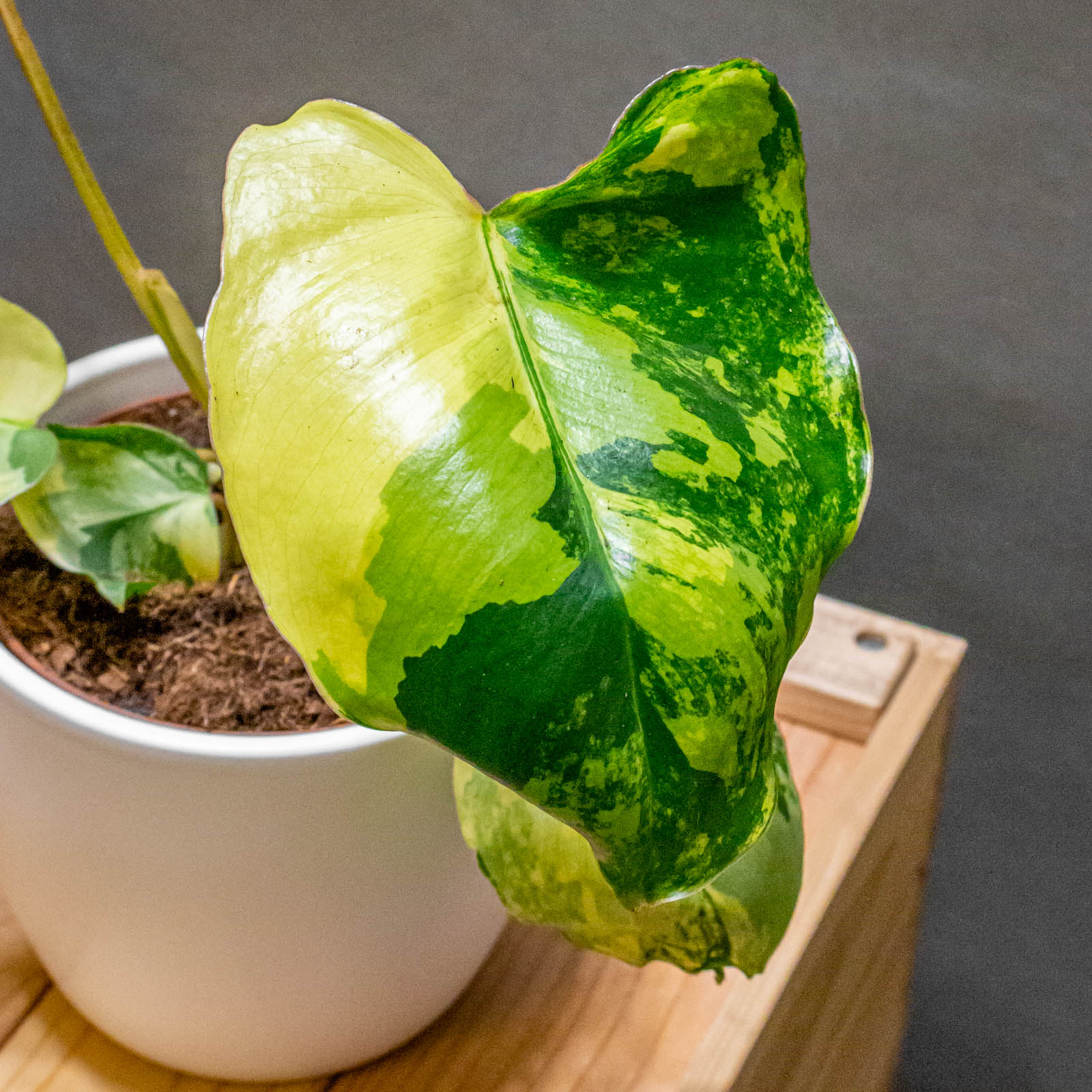 Philodendron Burle Marx Variegata - Moai Jungle - Több, mint