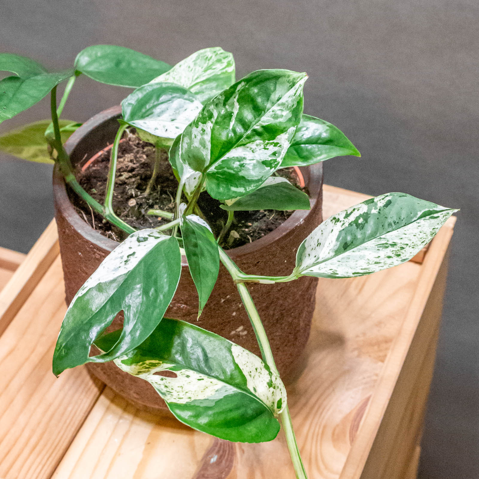 Epipremnum Marble Variegata - Moai Jungle - Több, mint gondol