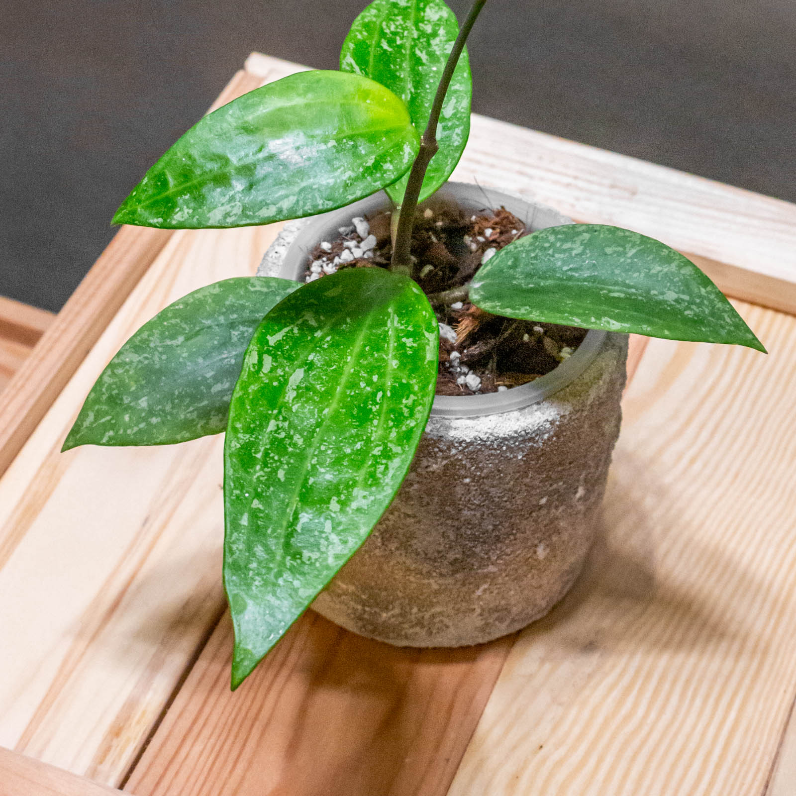 Hoya Rangsan - Moai Jungle - Több, mint gondolnád