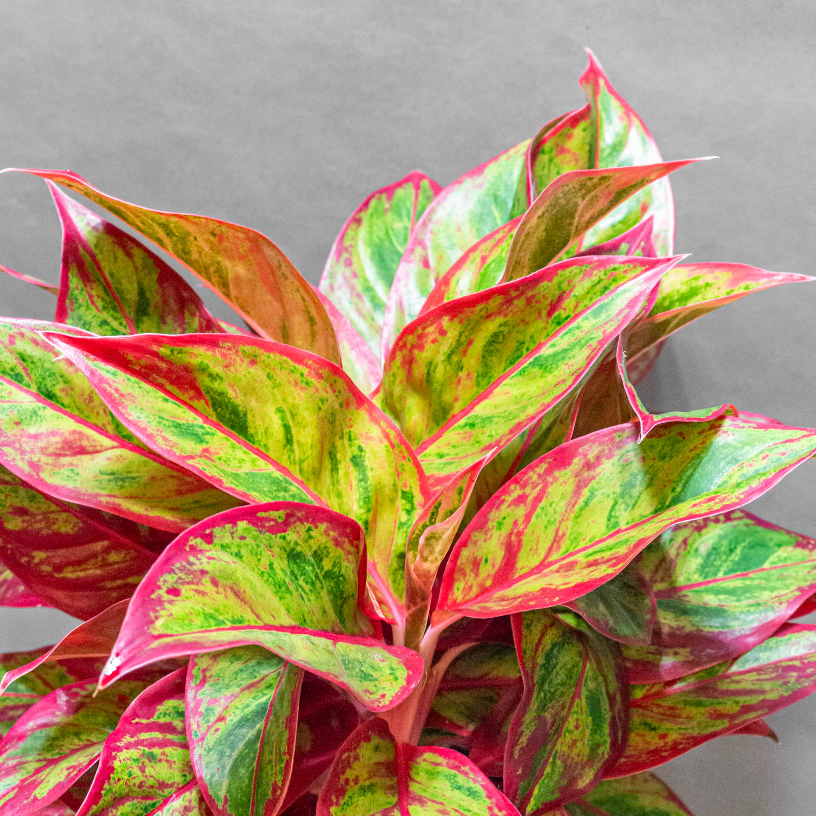 Aglaonema Jungle Lava - Moai Jungle - Több, mint gondolnád