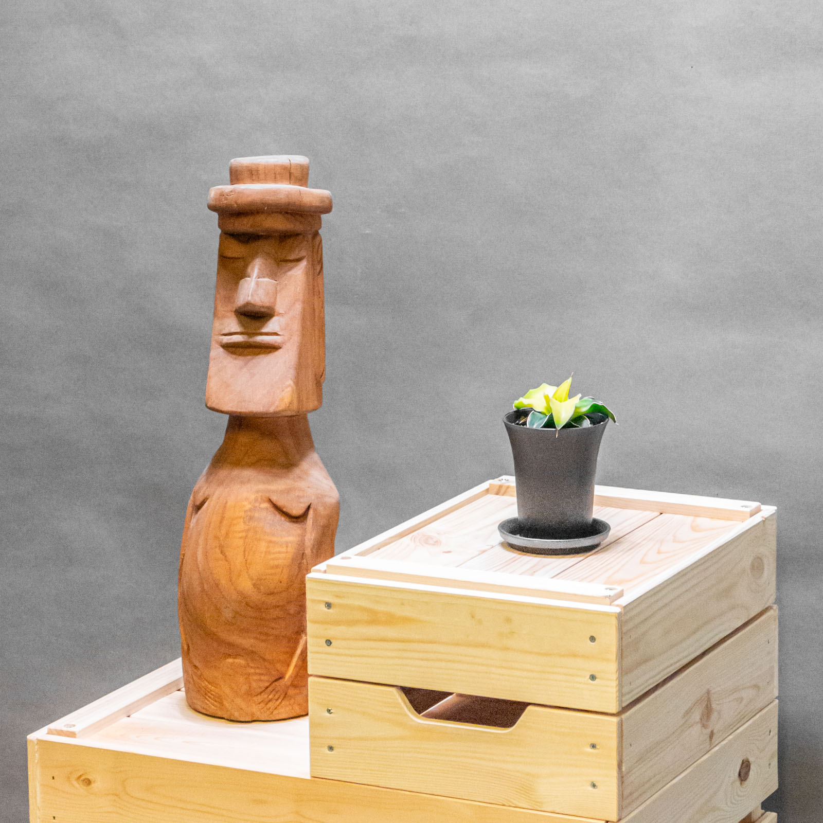 Sansevieria Star Canary - Moai Jungle - Több, mint