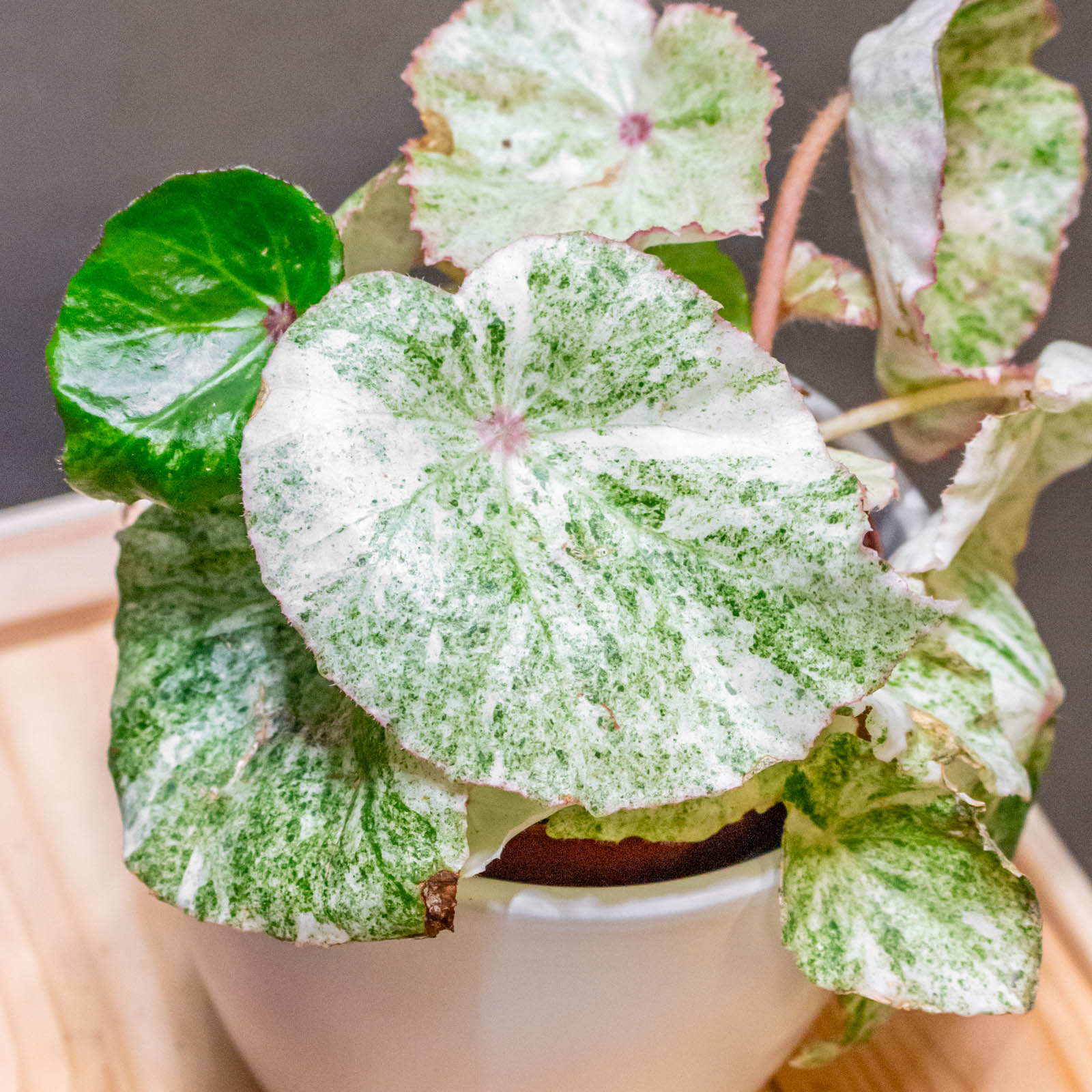 Begonia Rouge Variegated- Moai Jungle - Több