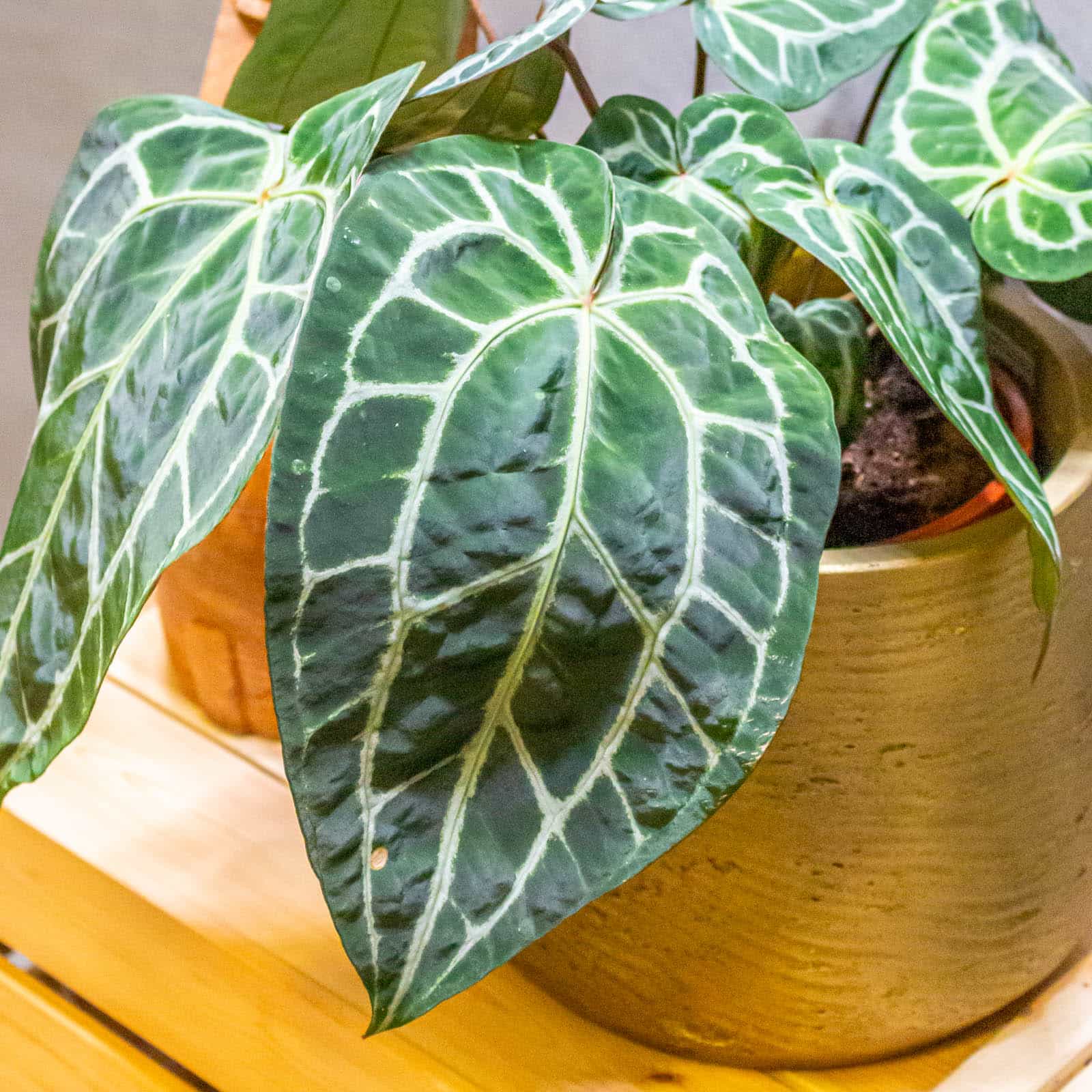 Anthurium DocBlock Michelle - Moai Jungle