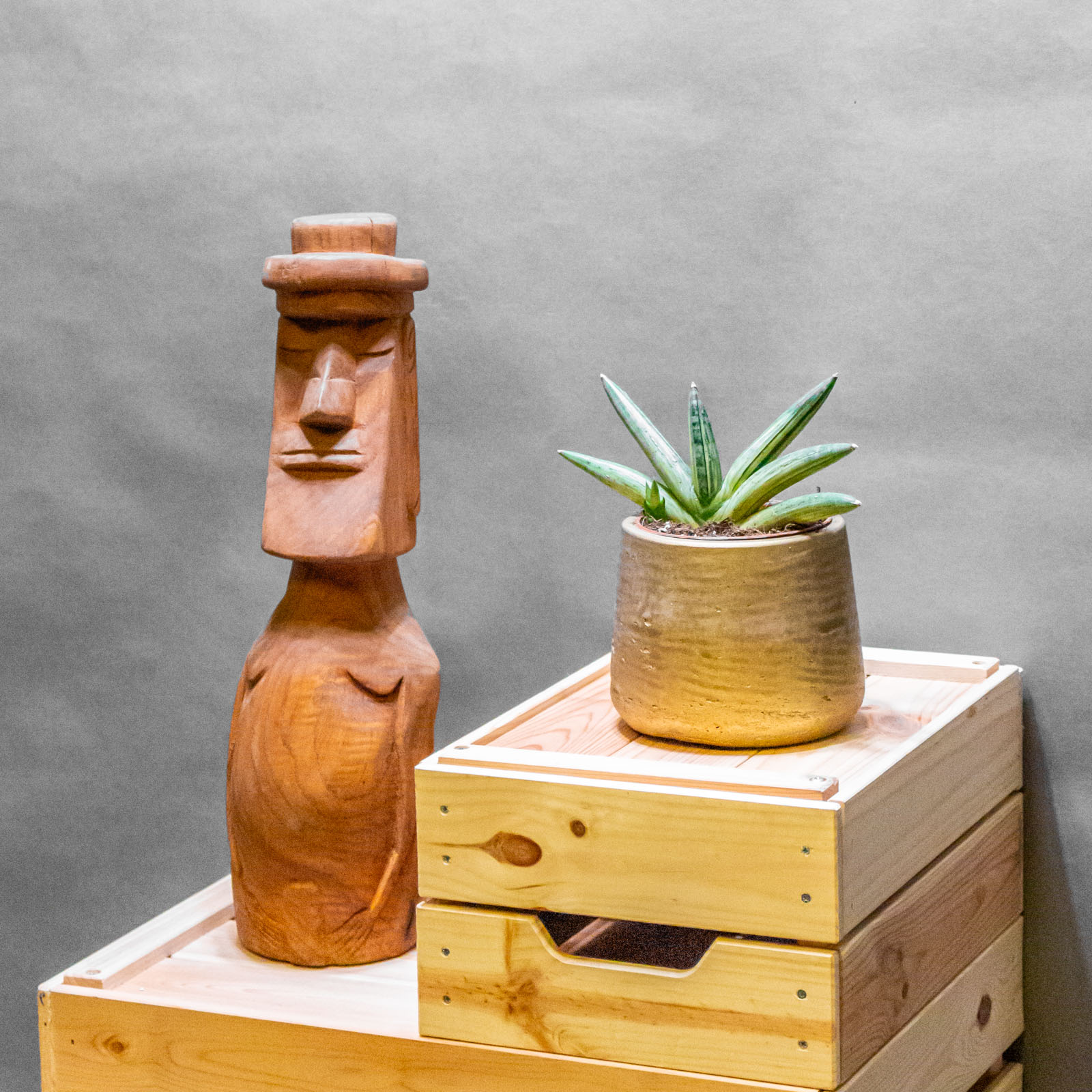 Sansevieria Boncel Variegata - Moai Jungle - Több, mint gondolnád